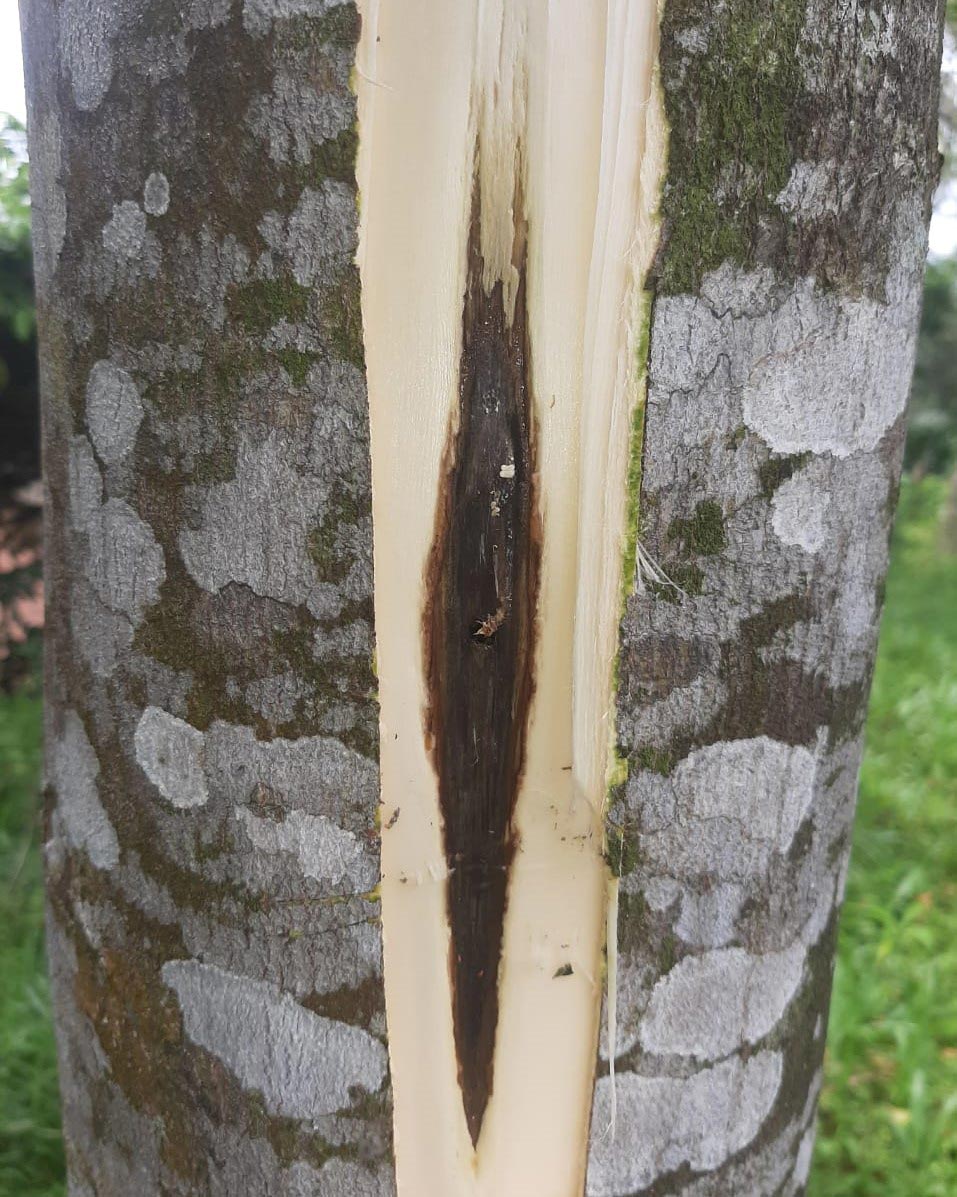 Gallery | Ceylon Evergreen Plantation