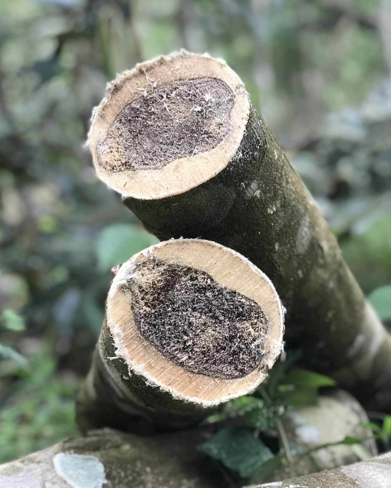 Gallery | Ceylon Evergreen Plantation