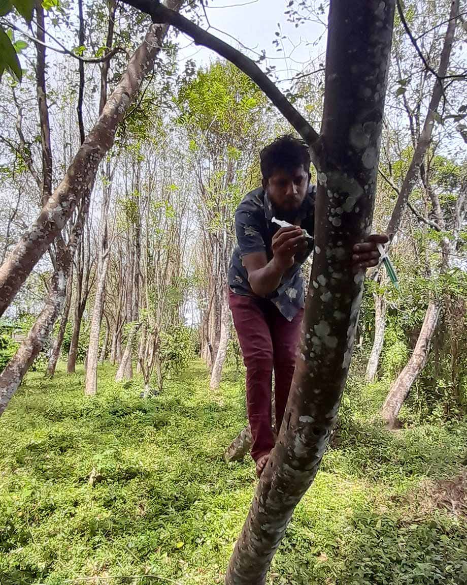 Gallery | Ceylon Evergreen Plantation